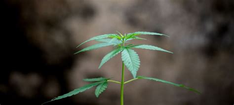 Consejos sobre cómo cultivar marihuana en exterior