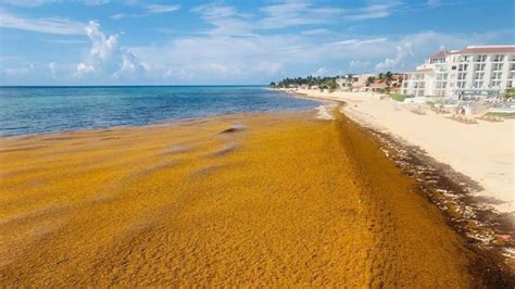Y la Semana Santa Prevén arribo histórico de sargazo a las playas de