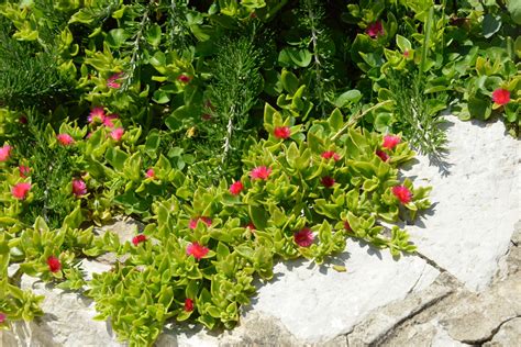 Piante Grasse Con Fiori Da Esterno Le Variet Migliori Da Scegliere
