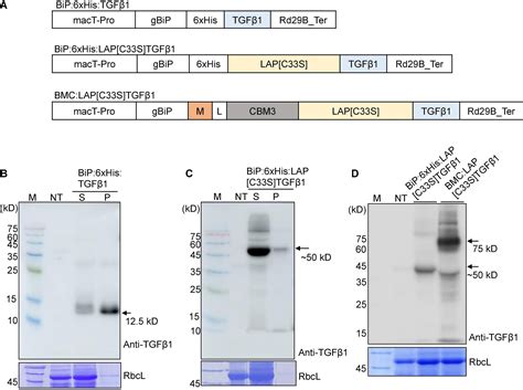 Frontiers Production of Recombinant Active Human TGFβ1 in Nicotiana
