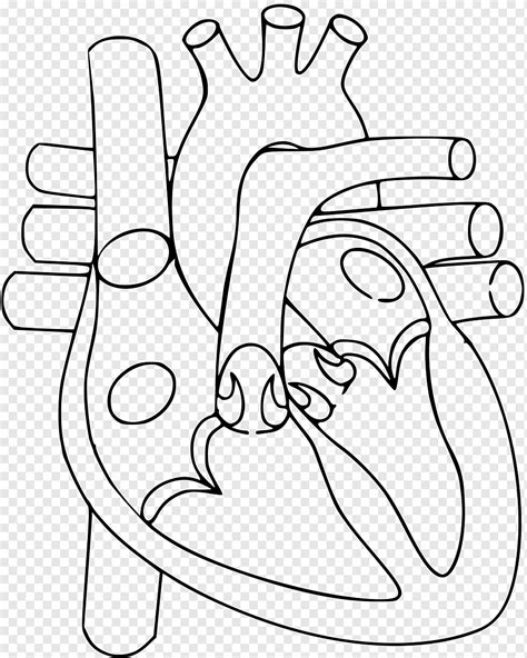 Circulatory System Labeled Heart