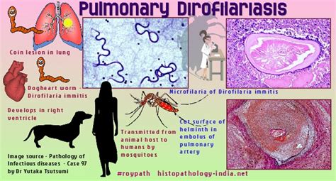 Dirofilaria Immitis