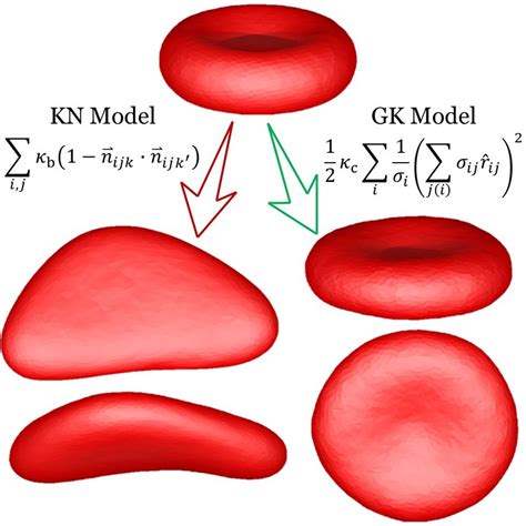 vesicle shapes from the two discretization schemes of the bending download scientific diagram