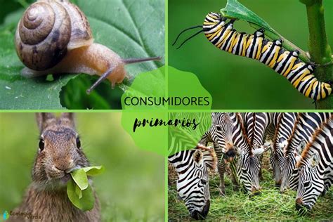 CONSUMIDORES PRIMARIOS qué son y ejemplos Resumen