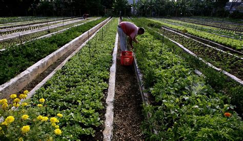 Reducir los riesgos de los pequeños agricultores para erradicar el
