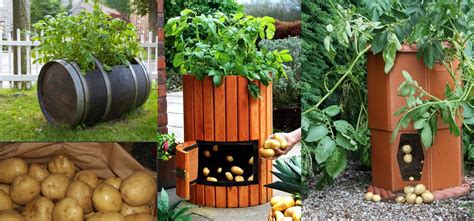 HUERTA VERTICAL descubre cómo crear una en tu hogar y más