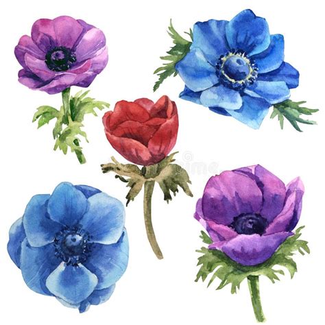 Mazzo Blu Del Fiore Dell Ortensia Dell Acquerello Con Le Foglie