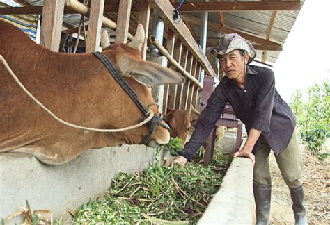 Tổng hợp với hơn 95 mô hình nuôi bò trang trại mới nhất Eteachers