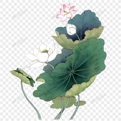 国画荷花荷叶元素素材下载 正版素材401072676 摄图网