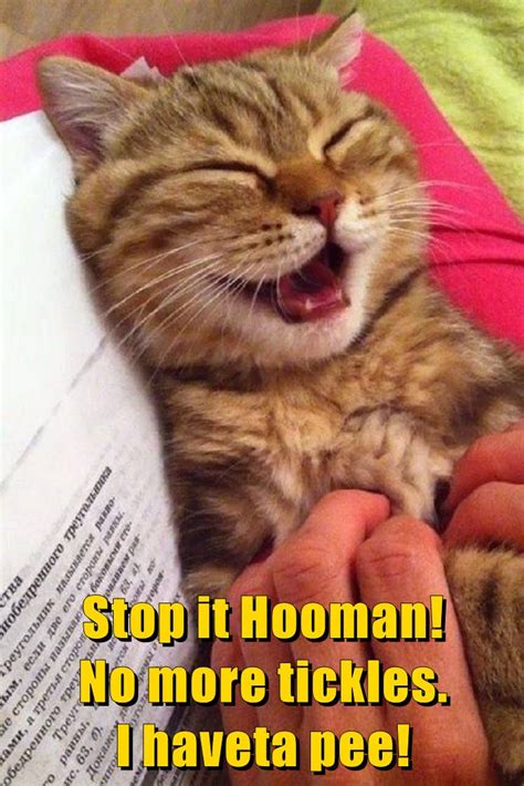 Stop It Hooman Lolcats Lol Cat Memes Funny Cats Funny Cat