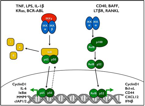 Cells Free Full Text The NF κB Pathway and Cancer Stem Cells