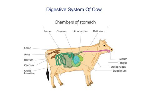 Ruminant Digestion System With Inner Digestive Structure Outline