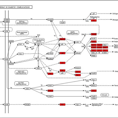 Action Of The Core Target On The AGERAGE Signalling Pathway In