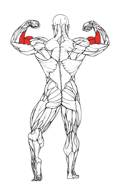 From Delavier S Anatomy For Bigger Stronger Arms For More