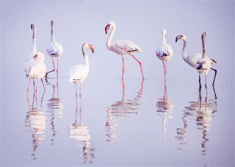 Los 6 Mejores Lugares Para La Observación De Aves En España Revista