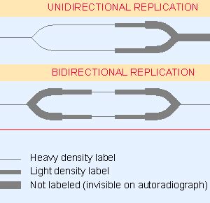 Figure 12 5 Different Densities Of Radioactive Labeling Can Be Used To