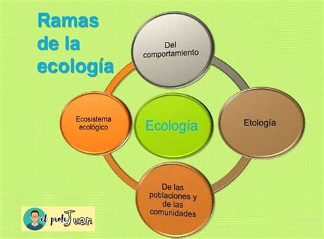 Mapa Conceptual De Las Ramas De La Ecologia Sangulo The Best Porn Website