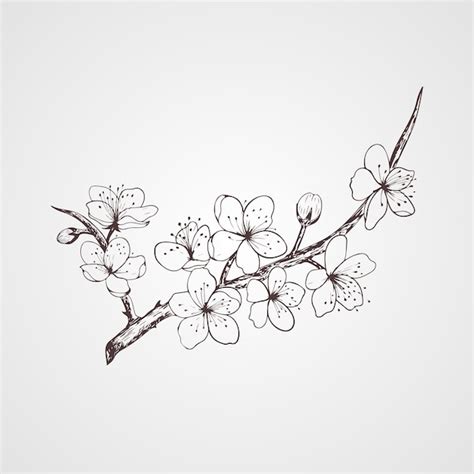 Rama De Flor De Cerezo Vectorial Con Flor De Sakura Sakura Sobre Fondo
