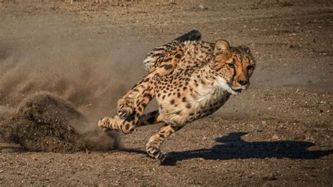 Quels Sont Les Animaux Les Plus Rapides Du Monde Top 10