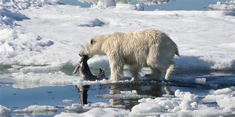 Vinagre Barbilla Extremadamente Que Comen Los Osos Polares Y Donde