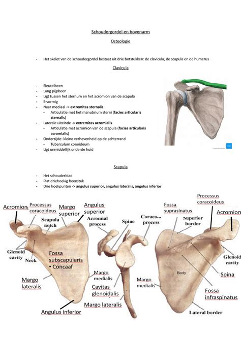Kennistoets Anatomie Kwartiel Iii Schoudergordel En Bovenarm