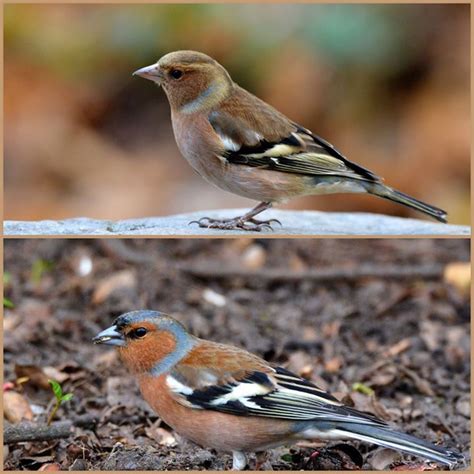 Pinson des arbres femelle et mâle Animaux Photo
