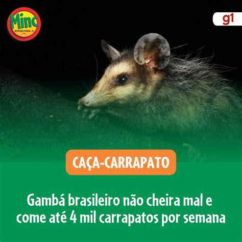 Carlos Minc on Twitter Gambá brasileiro não cheira mal e come