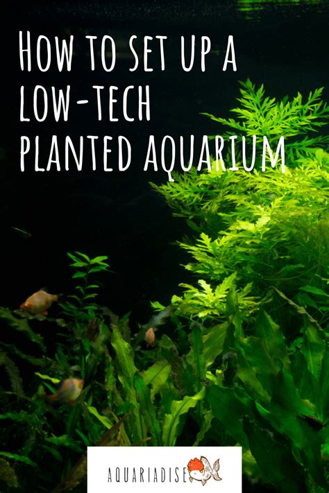 How To Set Up A Low Tech Planted Aquarium Aquariadise