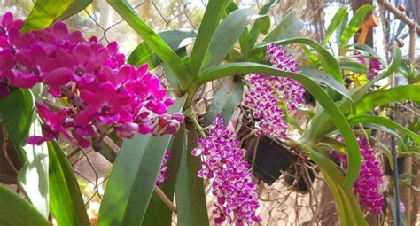 Como montar um orquidário Blog da Plantei