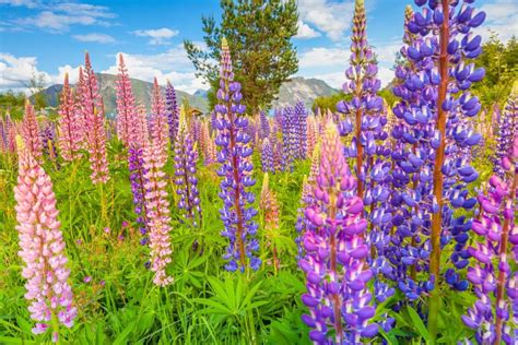 10 Fleurs Sauvages Vivaces Pour Fleurir Facilement Votre Jardin