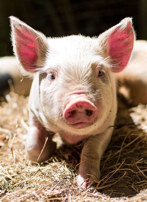 Pin by a l s 3 on ℱairy ȶale aesthetics Down on the farm Animals