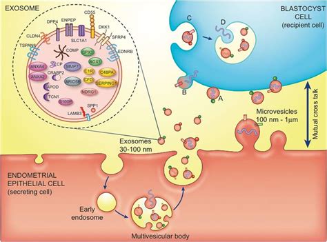 Extracellular Vesicles Evs Exosomes And Microvesicles In