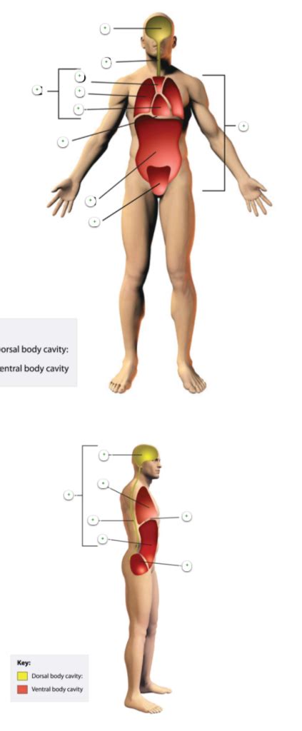 Luoa Anatomy Body Cavities Diagram Diagram Quizlet
