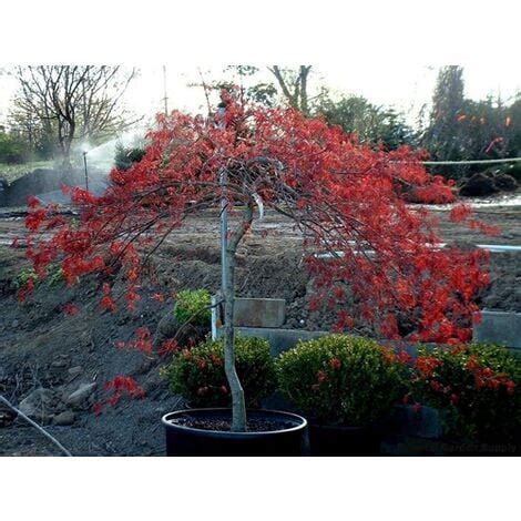 Acero Rosso Giapponese Acer Palmatum Dissectum Pianta In Mastello 30