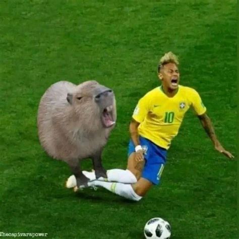 Capybara vs un jugador de fútbol em 2023 Imagens de capivara Fotos
