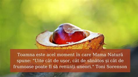 100 citate despre toamnă statusuri și proverbe tomnatice frumoase