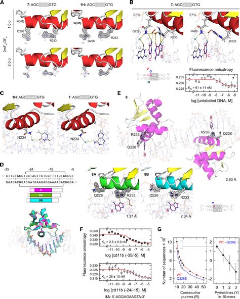 Dna Selection By The Master Transcription Factor Pu Cell Reports