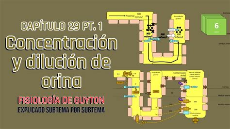 Cap Concentraci N Y Diluci N De Orina L Fisiolog A De Guyton