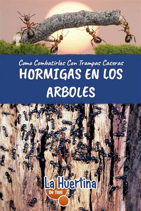 Details 48 eliminar hormigas y pulgones de los árboles Abzlocal mx