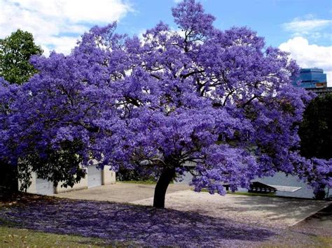 List Of Flowering Trees In India 1 Is My Favourite