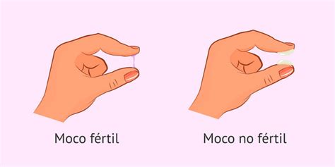 Moco Fertil Test Embarazo