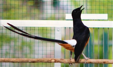 Berbagai Macam Burung Murai Batu Ada 6 Burung Super