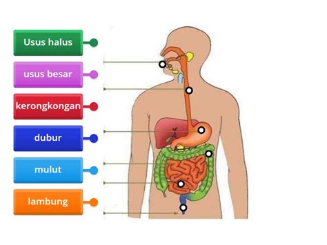 Sistem Pencernaan Manusia Labelled Diagram
