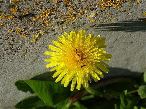 Löwenzahn Blumen Natur Kostenloses Foto auf Pixabay Pixabay