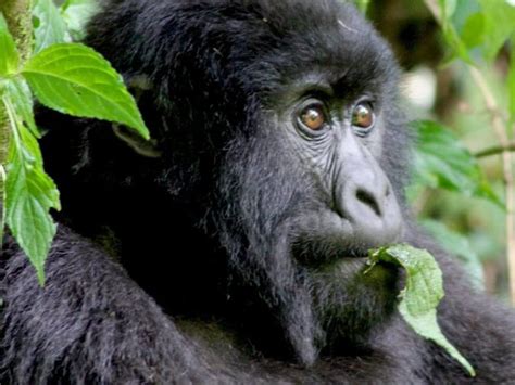 7 Days Luxury Rwanda Safari Gorilla Trekking Rwanda Safaris