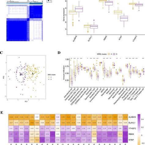 consensus clustering of five significant mrgs a consensus matrices download scientific