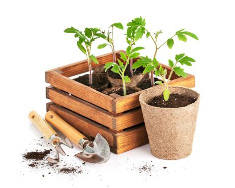 Come Fare L Orto Biologico Orto Da Coltivare