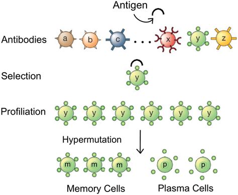 schematic diagram of clonal selection principle of immunology for download scientific diagram