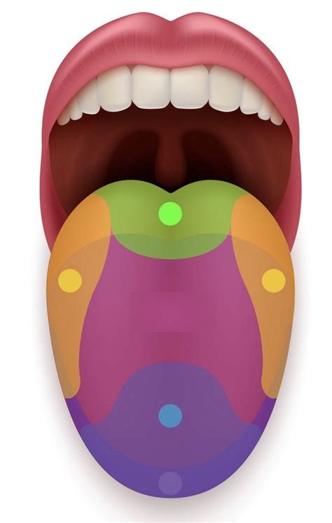 Tongue Diagram Diagram Quizlet