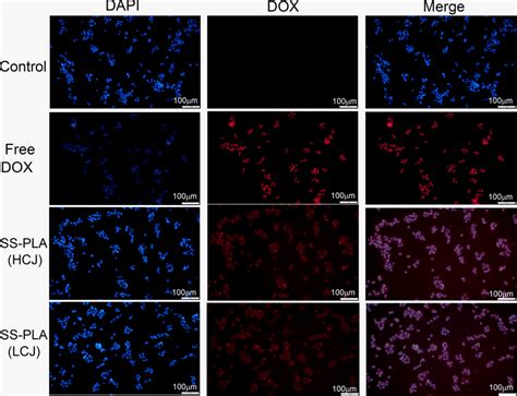 Fluorescence Microscopy Images Of Hepg Cells Treated Free Dox And